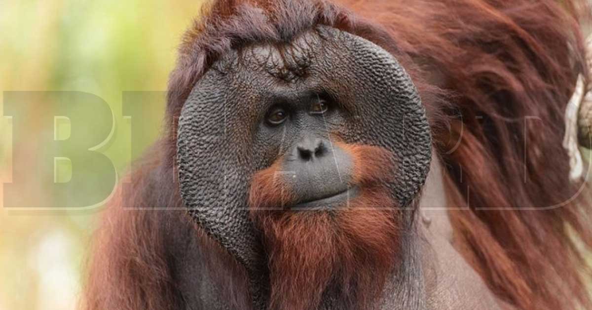 Animais com Barba: 11 espécies curiosas e o que a barba faz em cada uma ...